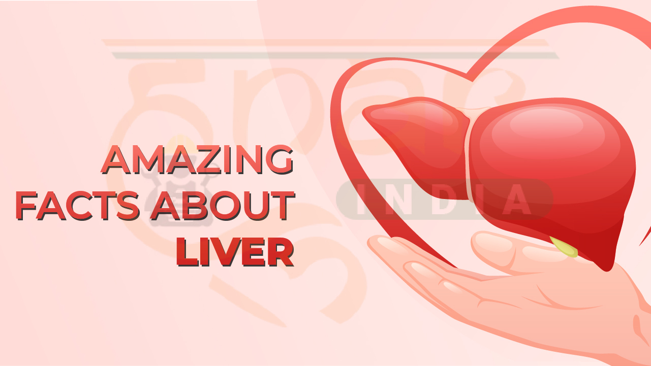 Amazing Facts About Liver